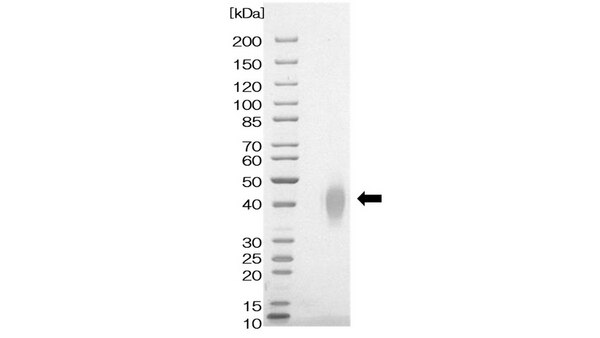 Anti-BST-2 Antibody, clone Mab-c48 | MABC1801-25UG